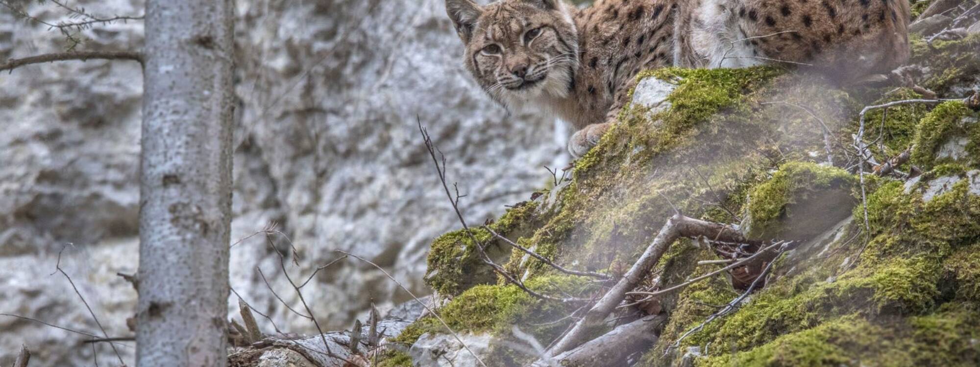 Lynx — Maison de la Culture d’Amiens